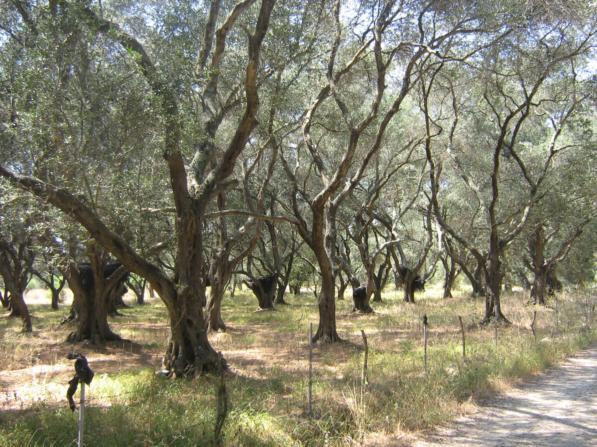 Olive Trees on Korfu Island, Greece Photo from Agios Georgios in Corfu ...