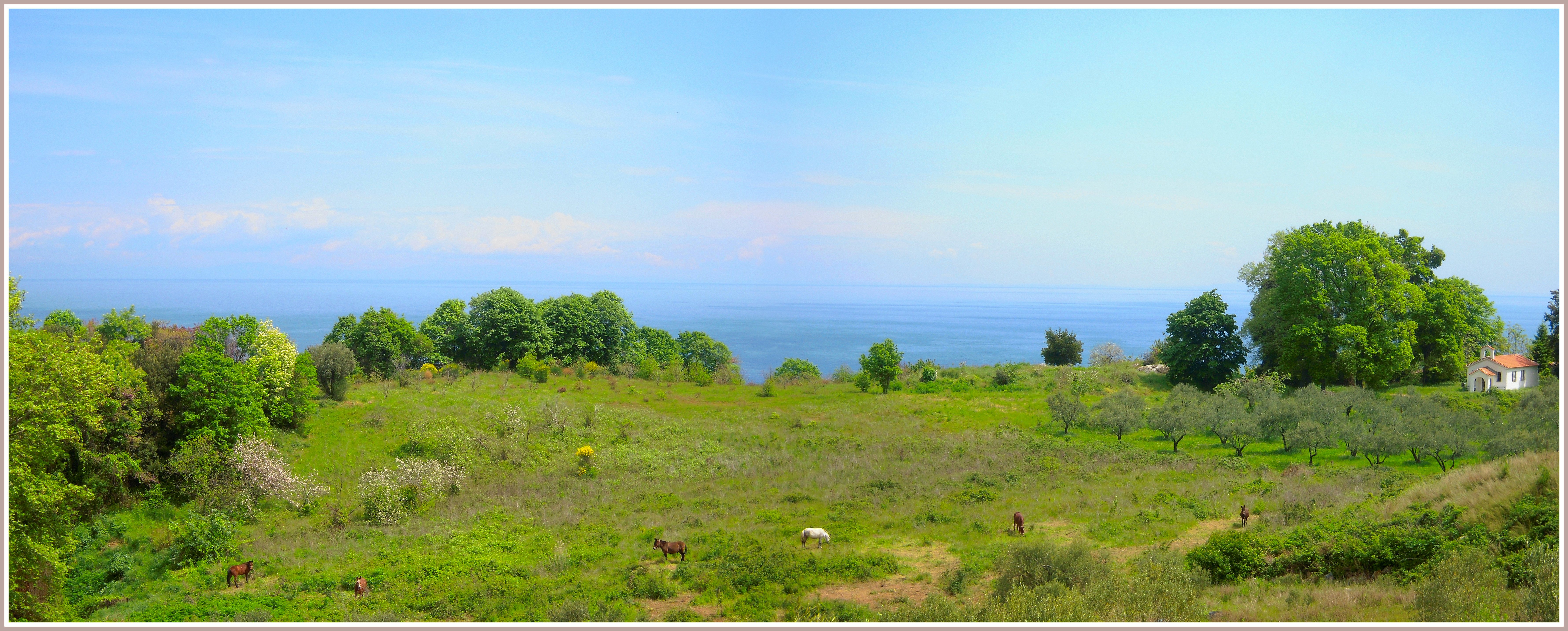 mules' grazing ... Karitsa, Kisavos mnt., Larisa Photo from Stomio in ...